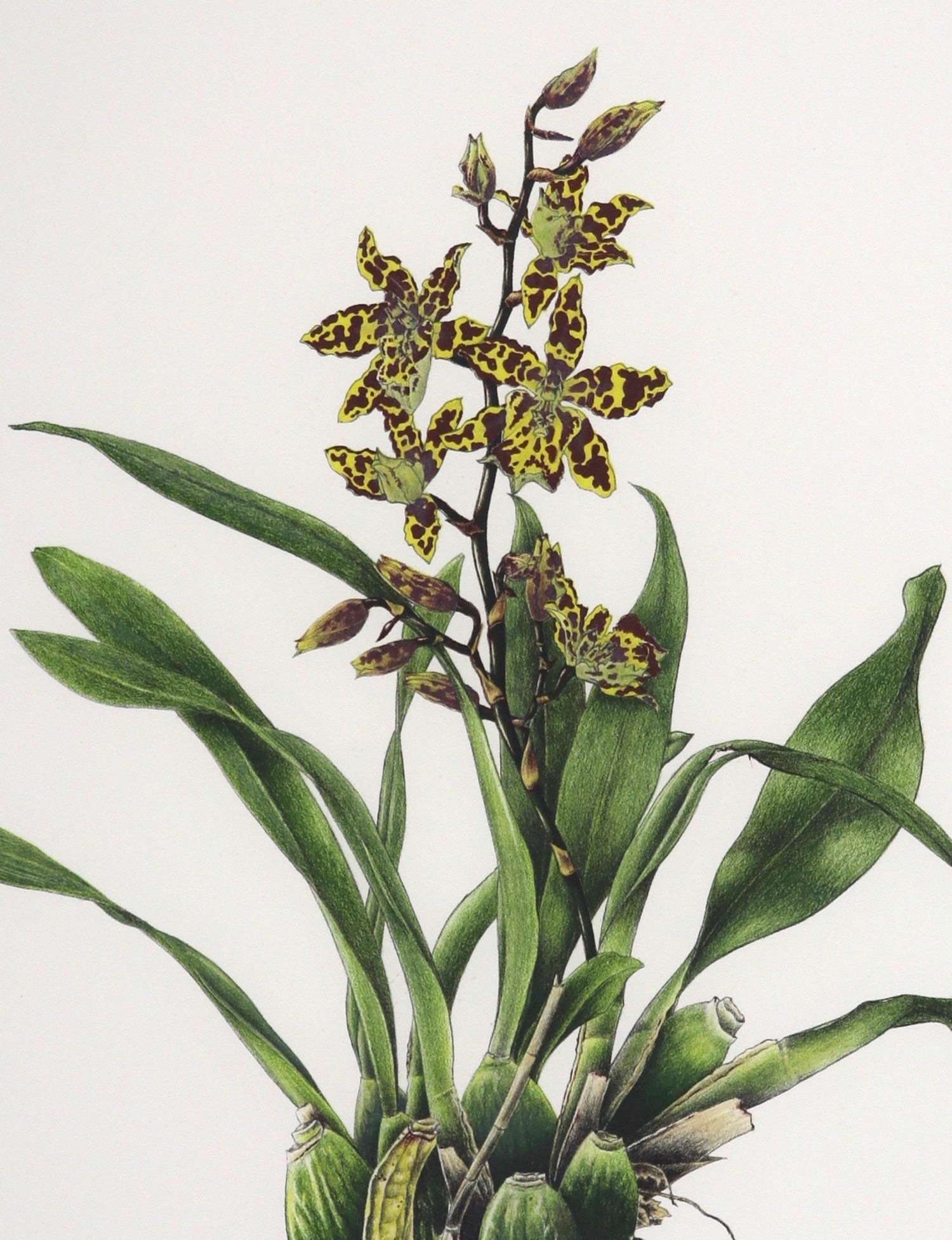 The Artists' Press Online Shop